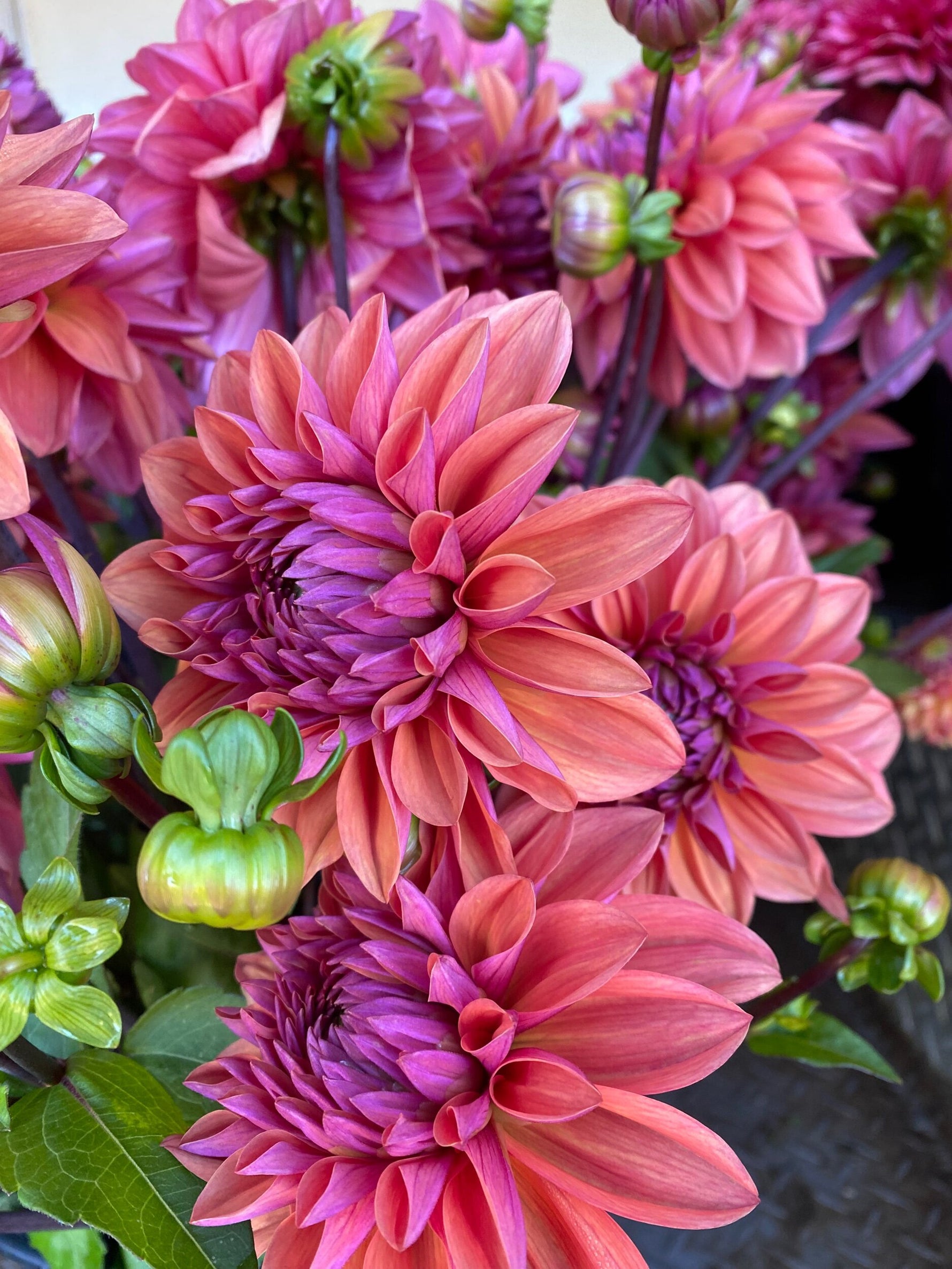 AMERICAN DAWN – Russells Mills Flower Company