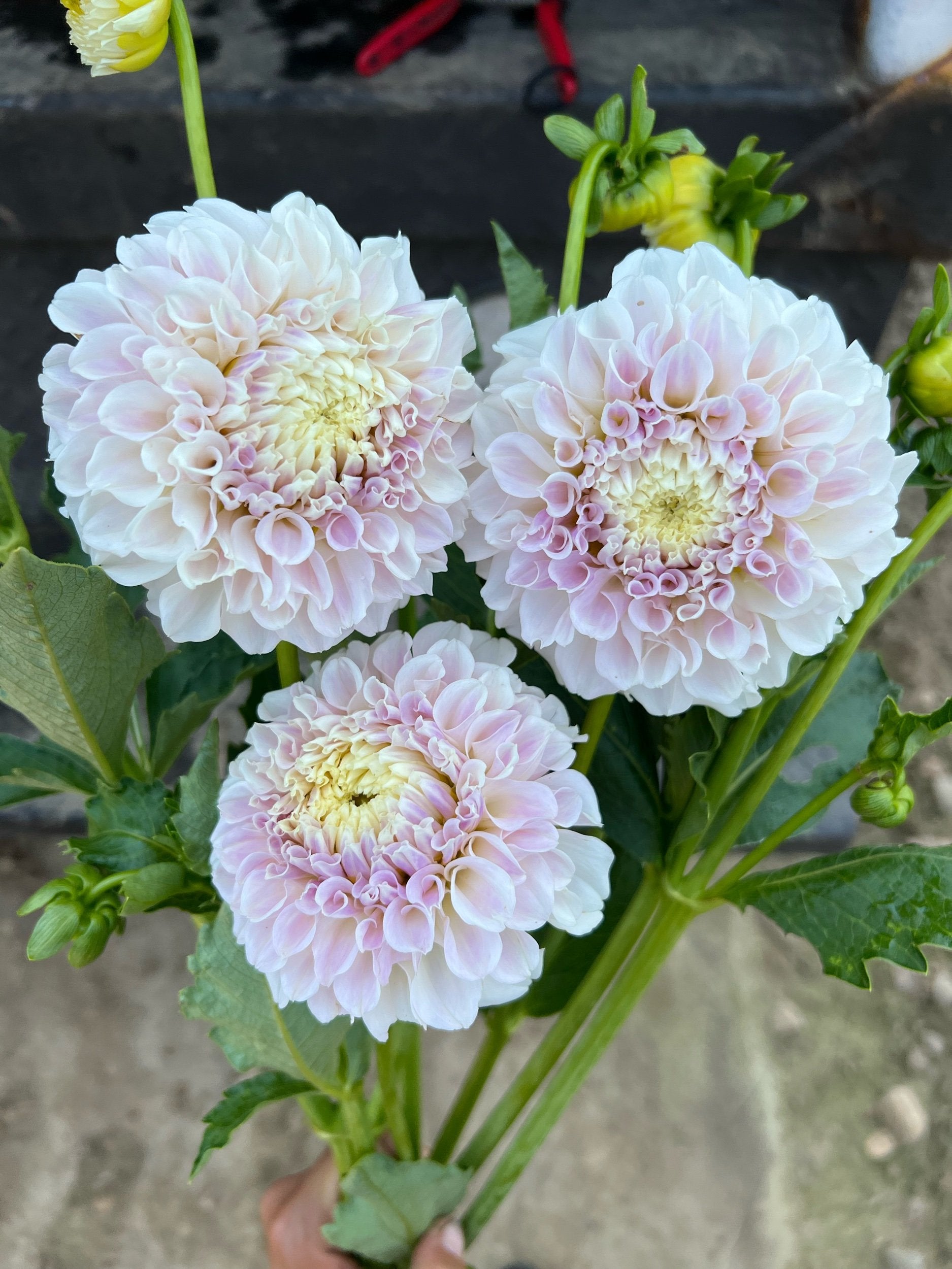 IRISH RUFFLES – Russells Mills Flower Company