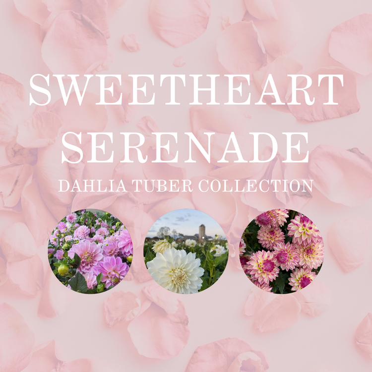 SWEETHEART SERENADE COLLECTION – Russells Mills Flower Company