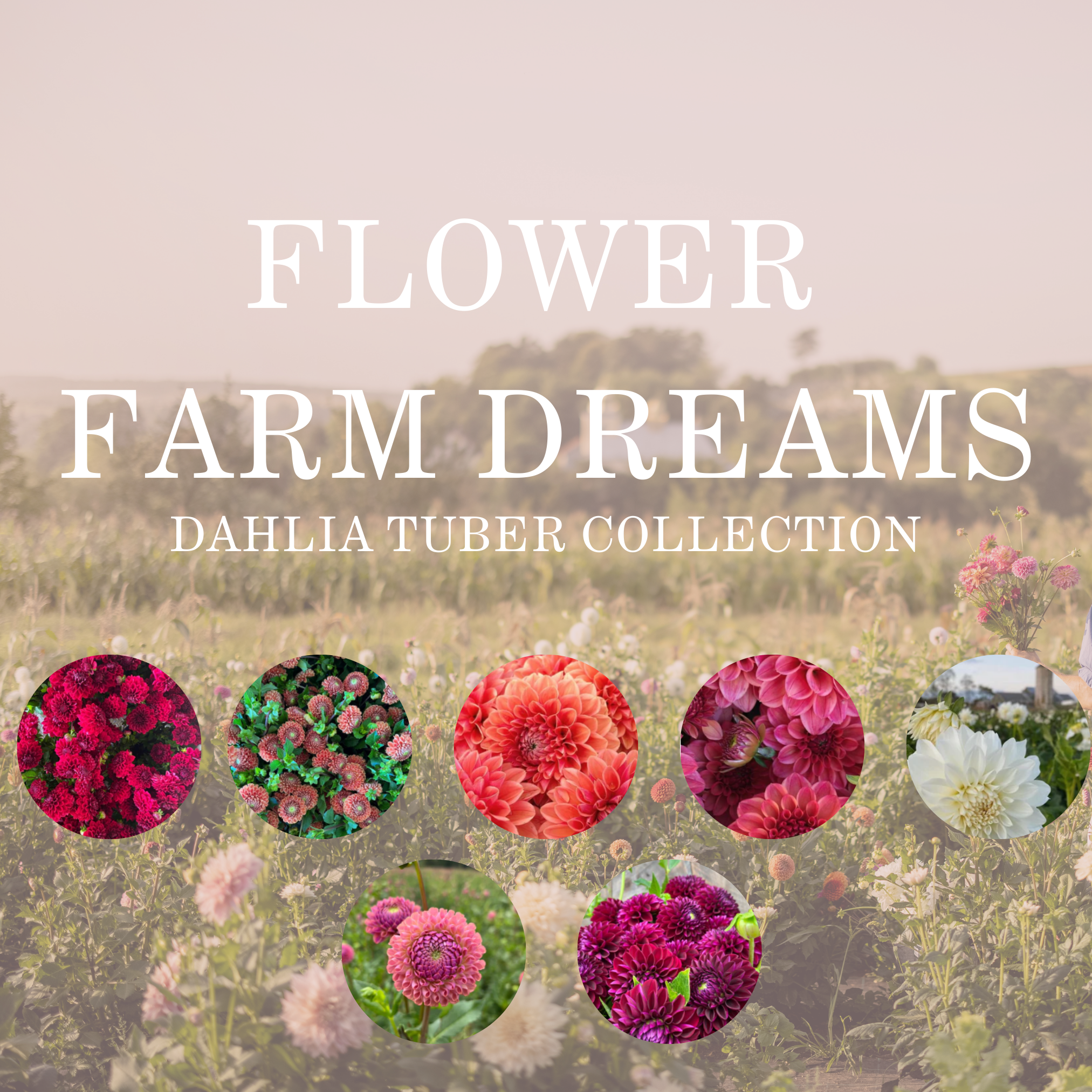 FLOWER FARM DREAMS COLLECTION – Russells Mills Flower Company
