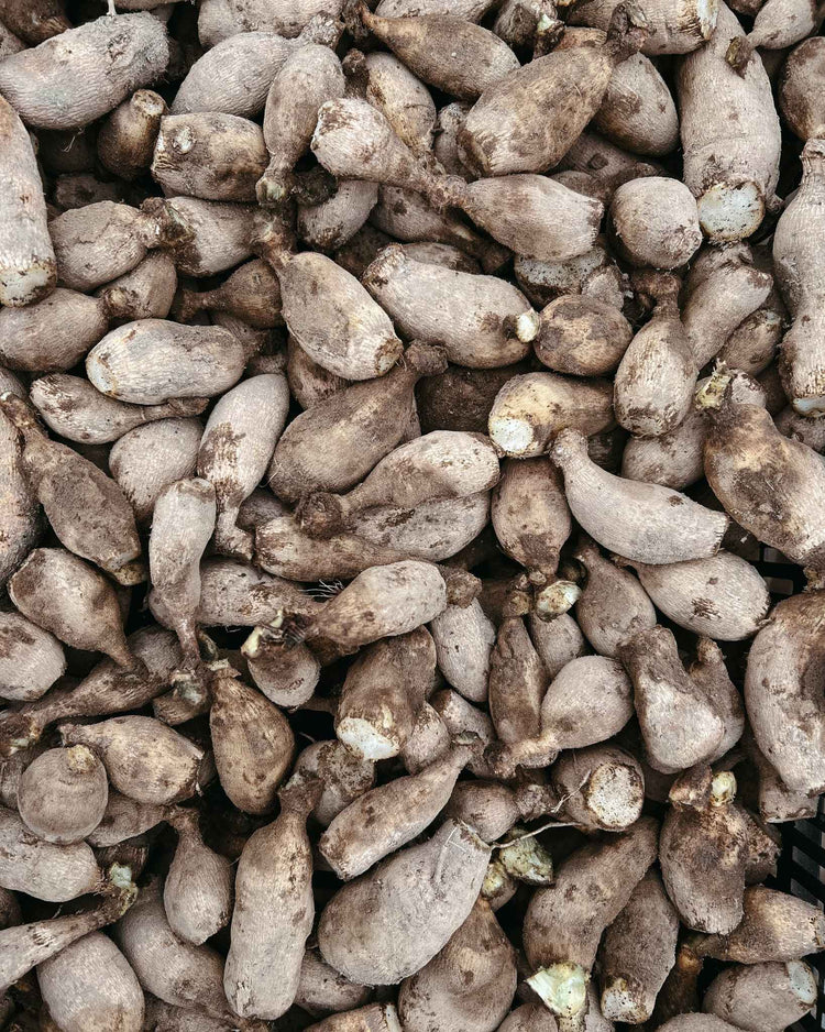 Guide to Growing Dahlias – Russells Mills Flower Company